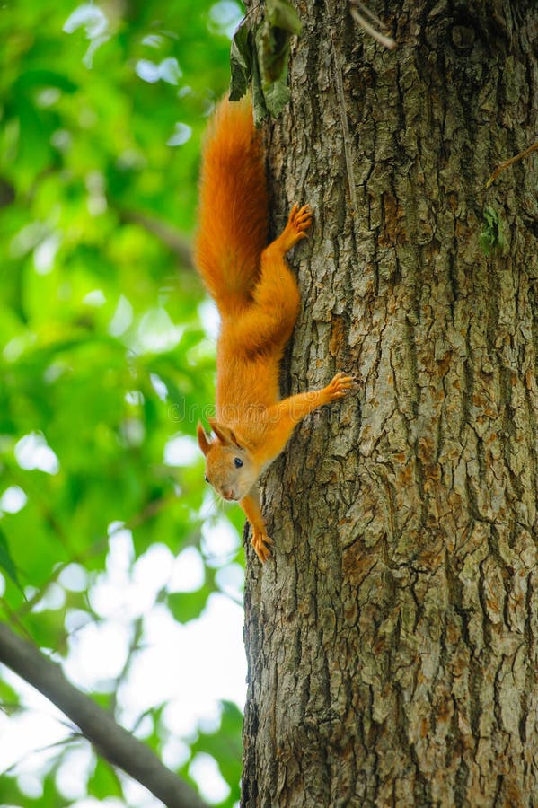 Squirrel Redhead on a Tree in Summer. Stock Image - Image of autumn ...
