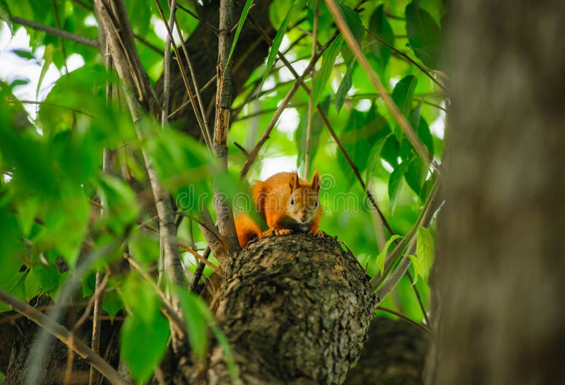 Squirrel Redhead on a Tree in Summer. Stock Photo - Image of furry ...