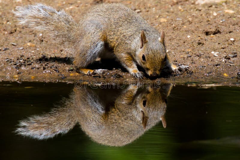 Squirrel reflection stock image. Image of peace, water - 45957243
