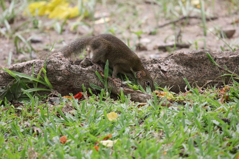 The Squirrel is Rest on Root Tree Stock Photo - Image of wild, animal ...