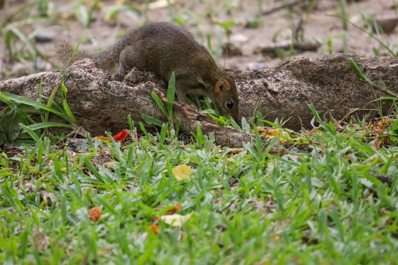 The Squirrel is Rest on Root Tree Stock Image - Image of spring, hollow ...