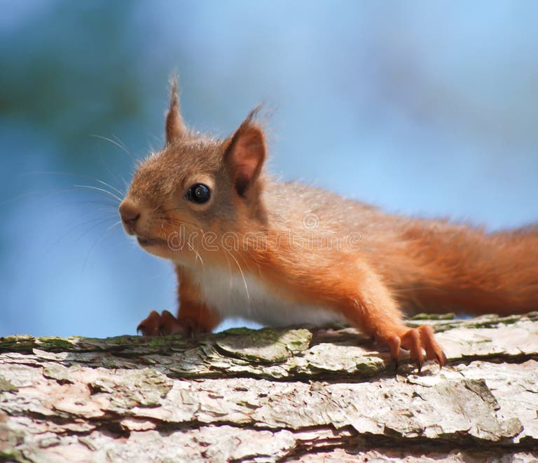 14,662 Squirrel Pretty Celebs Stock Photos - Free & Royalty-Free Stock ...