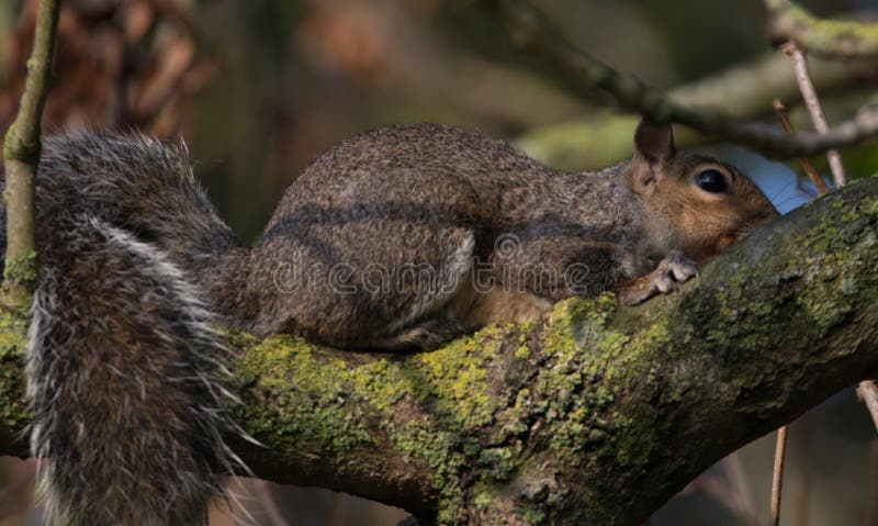 Squirrel Resting on a Branch Stock Image - Image of calm, invasive ...