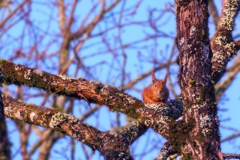 Squirrel Resting Quietly before Going Jumping Everywhere Stock Photo ...