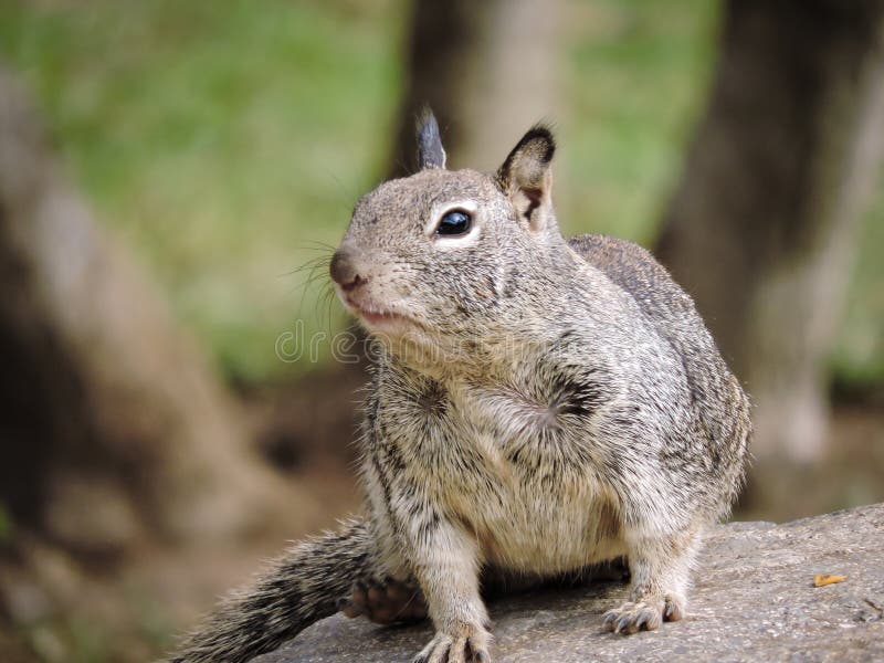 Squirrel Resting on a Rock stock photo. Image of ensenada - 117538164