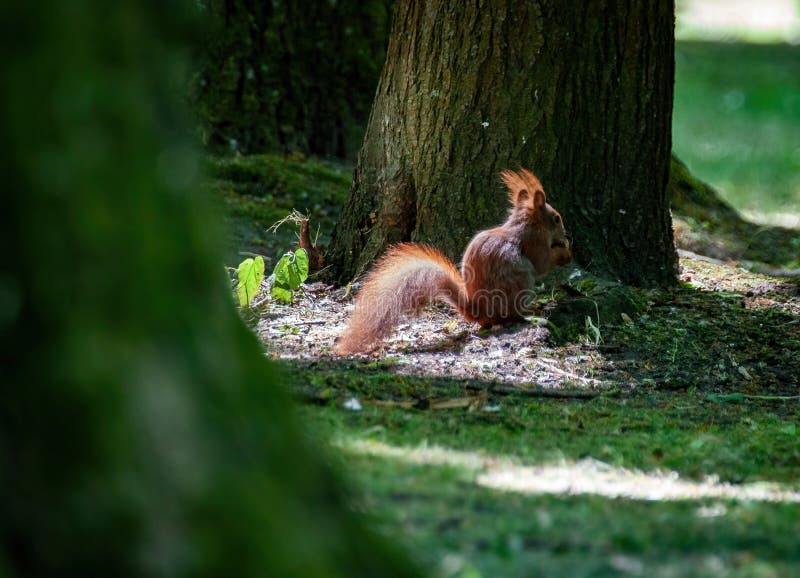 Red Squirrel in the Forest Looking at the Camera Stock Photo - Image of ...