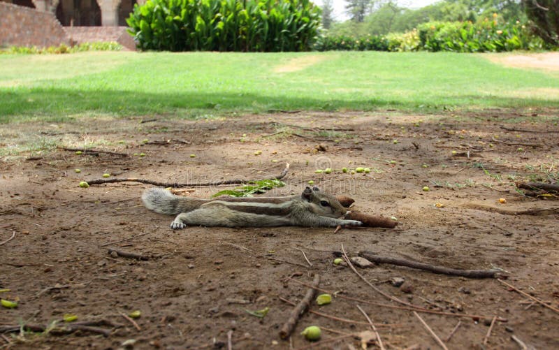Squirrel Resting stock photo. Image of bushy, rodent - 26592416