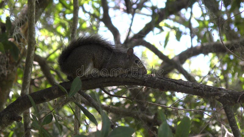 Squirrel on a Branch Flicking it S Tail Stock Video - Video of summer ...