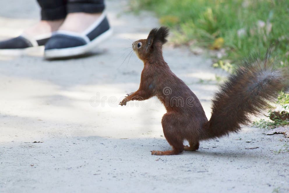 Squirrel stock photo. Image of squirrel, animal, foot - 49962344