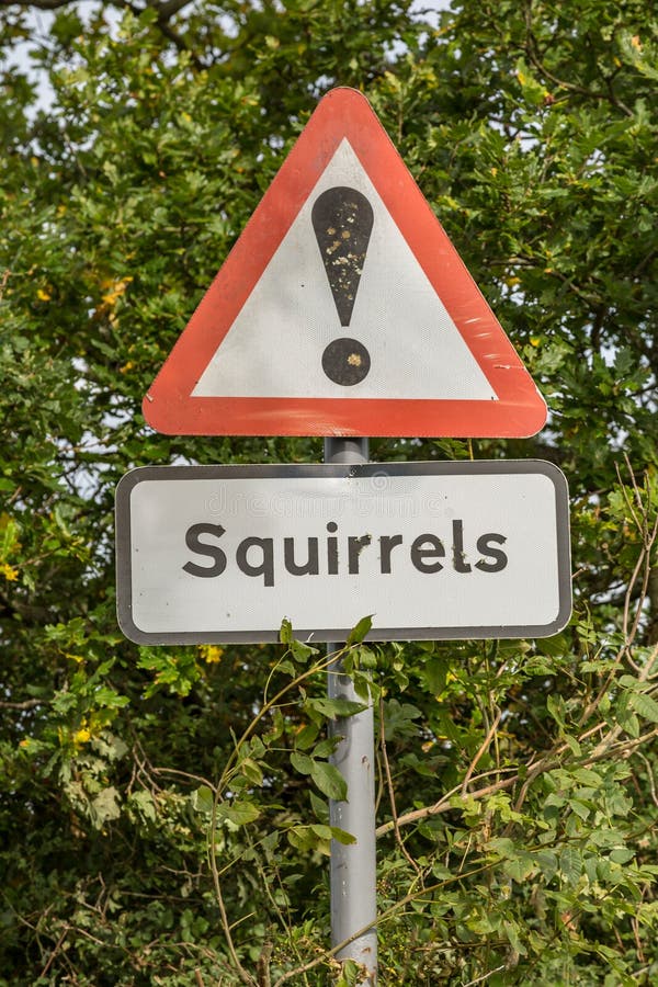 A Squirrel Road Sign stock image. Image of squirrel - 126730137