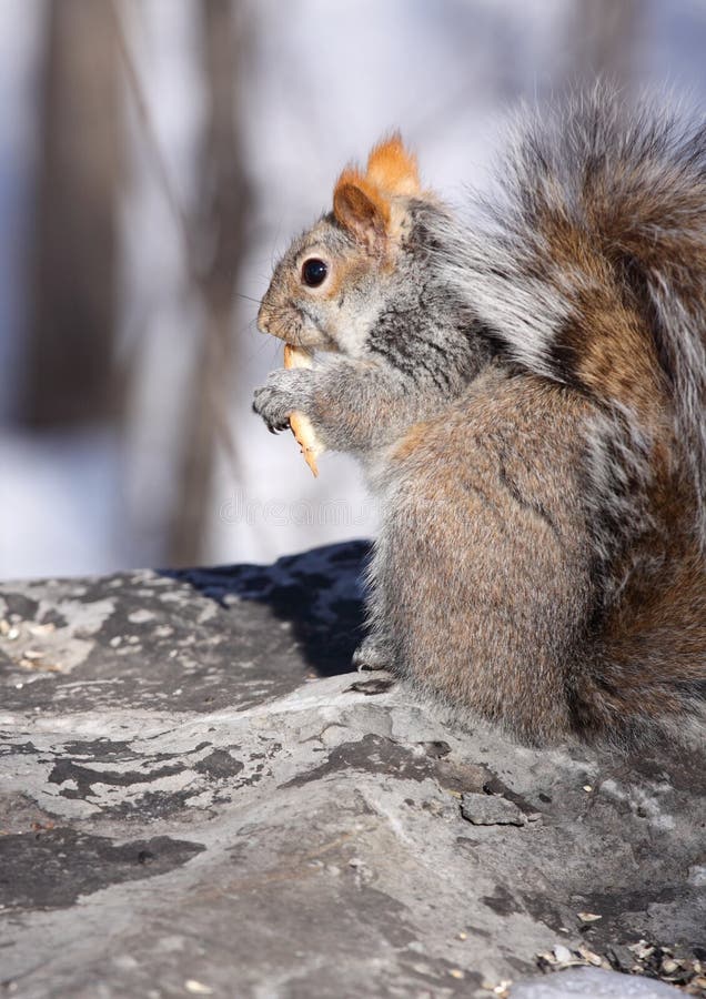 Squirrel on rock stock image. Image of wildlife, squirrel - 22530861