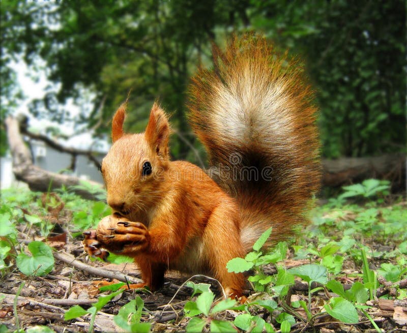Squirrel stock photo. Image of squirrel, ginger, rodent - 90206520