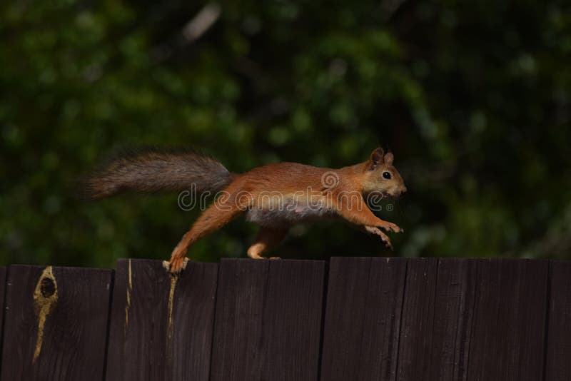 Squirrel Run, Jump by the Fence Stock Image - Image of jumps, nature ...