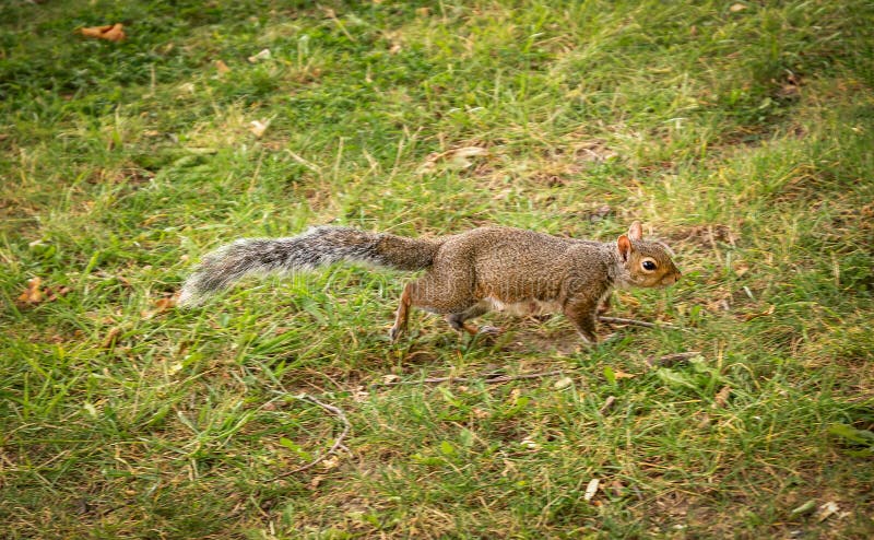 Squirrel Running Across Park Lawn Stock Image - Image of eating ...