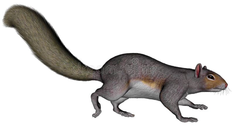 Squirrel Running - 3D Render Stock Illustration - Illustration of white ...