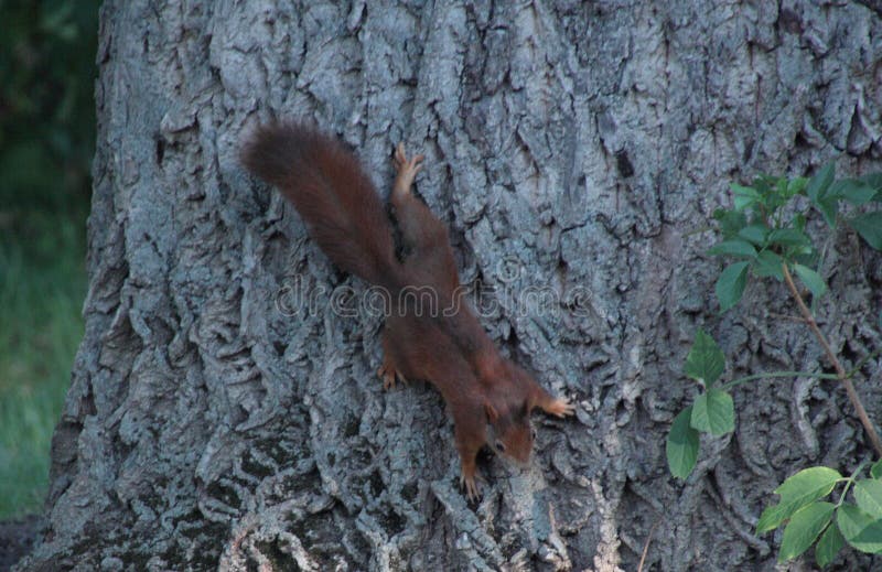 A Squirrel is Running Down a Tree Stock Photo - Image of playing, tree ...