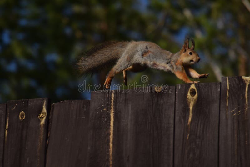 Squirrel Running, Jumping on the Fence in the Spring Garden Stock Photo ...