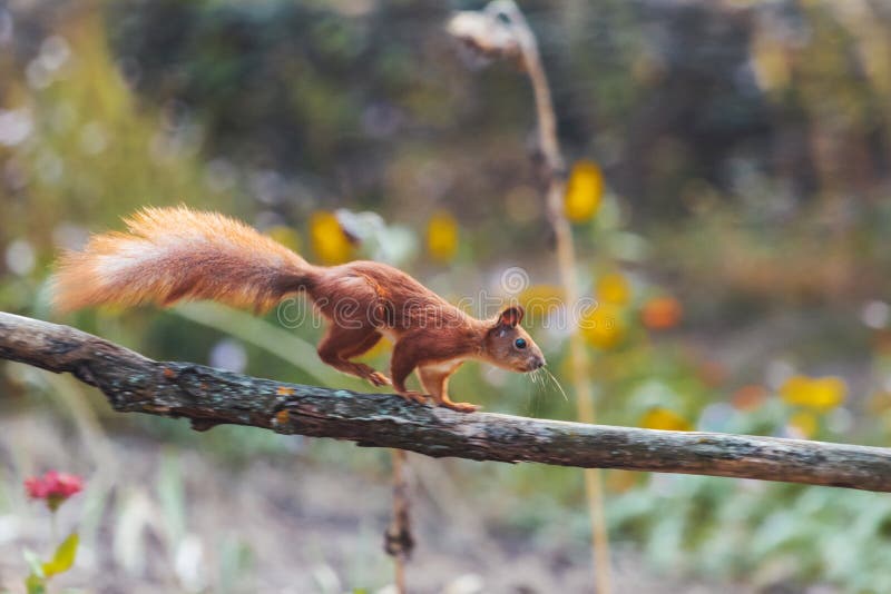 Squirrel Running Jumping on a Wooden Fence Stock Photo - Image of ...