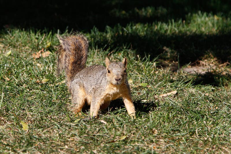 A squirrel stock image. Image of animal, grass, squirrel - 53323175