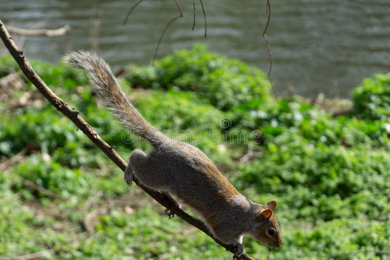 Squirrel Running in the Park Stock Photo - Image of obese, squirrel ...