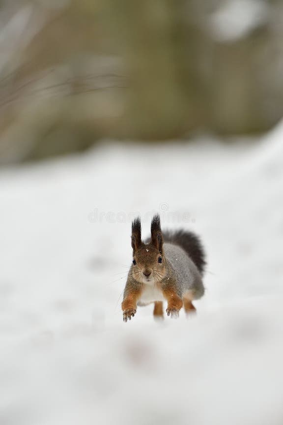 Squirrel running stock image. Image of squirrel, wild - 102866519