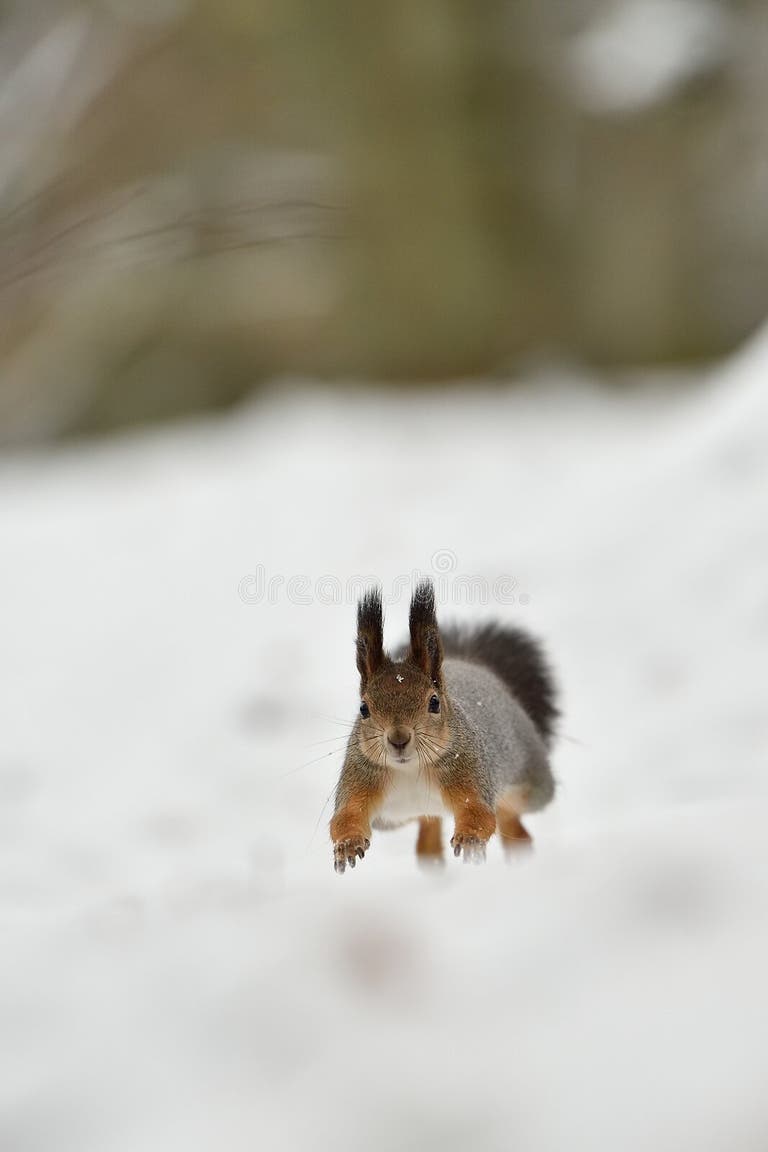 209 Red Squirrel Sciurus Vulgaris Jumping Stock Photos - Free & Royalty ...