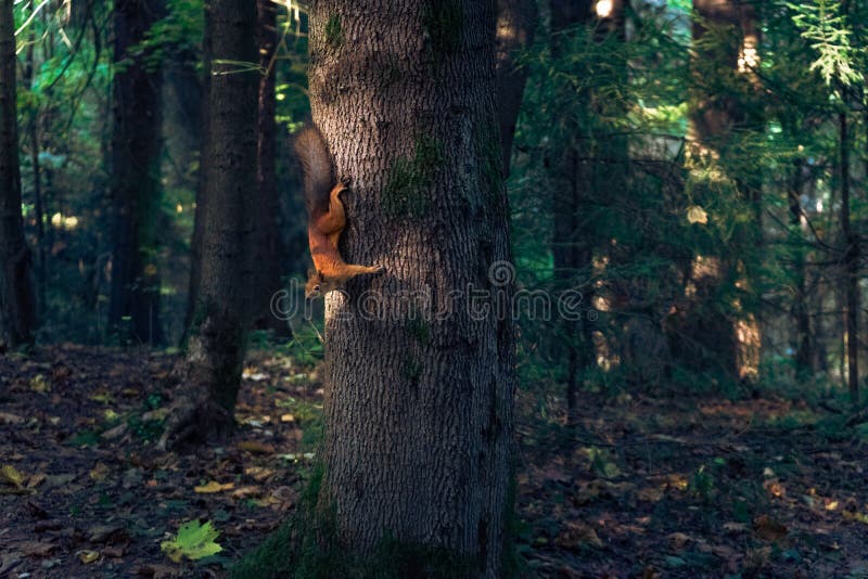A Squirrel Running on the Tree Upside Down Stock Image - Image of ...