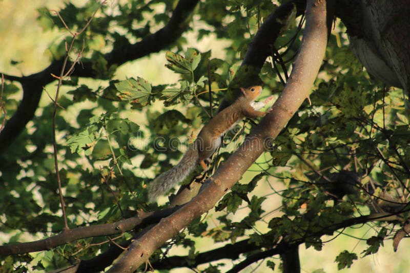 Squirrel Running Up a Branch in the Sunlight Stock Image - Image of ...