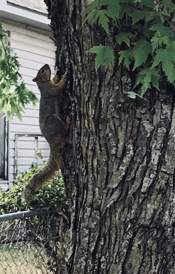 Squirrel in tree stock image. Image of running, animal - 118026261