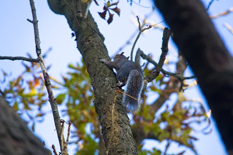 Squirrel running up a tree stock image. Image of dried - 170612187