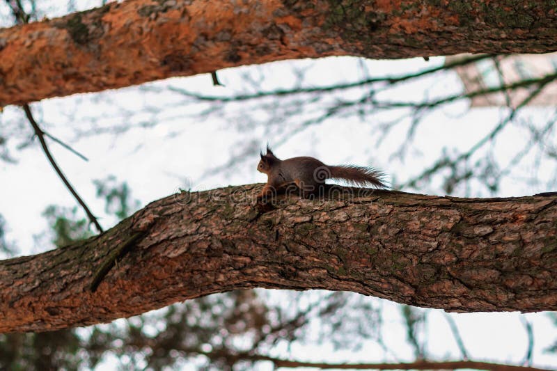 Squirrel Running Up a Tree Trunk Stock Photo - Image of lunch, rodent ...