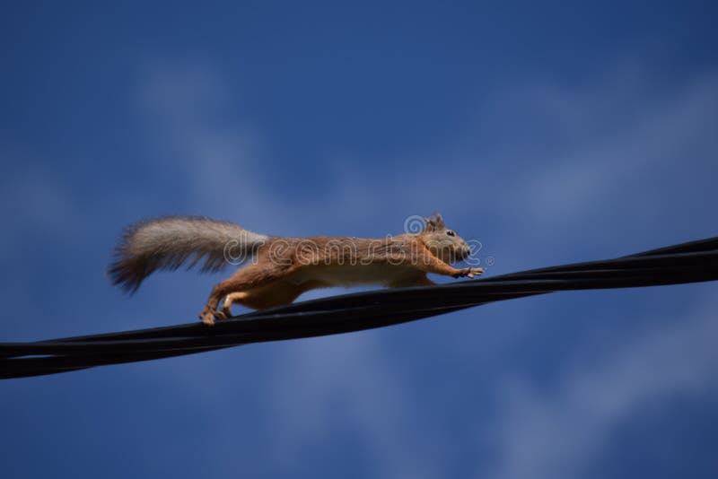 Squirrel Runs by the Electric Wires Stock Image - Image of wildlife ...