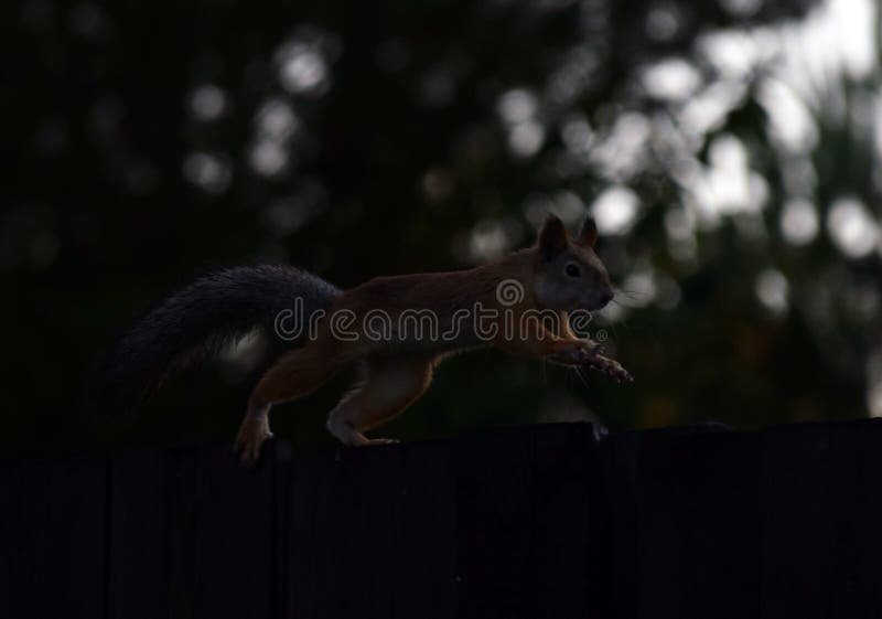 Squirrel runs by the fence stock image. Image of runs - 225234063