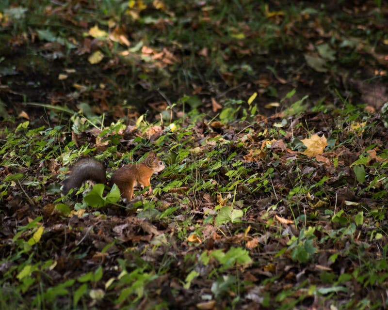 Squirrel Runs on the Ground with Grass and Fallen Leaves in the Forest ...
