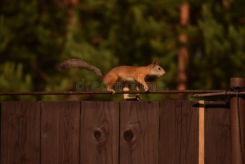 Squirrel Runs, Jumps by the Fence Stock Photo - Image of jumps, pine ...