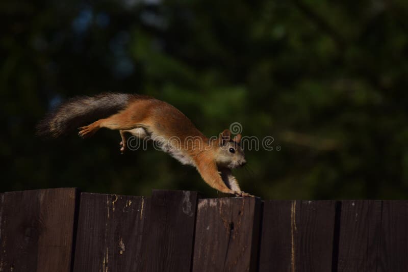 Squirrel Runs, Jumps by the Fence Stock Photo - Image of nuts, cute ...