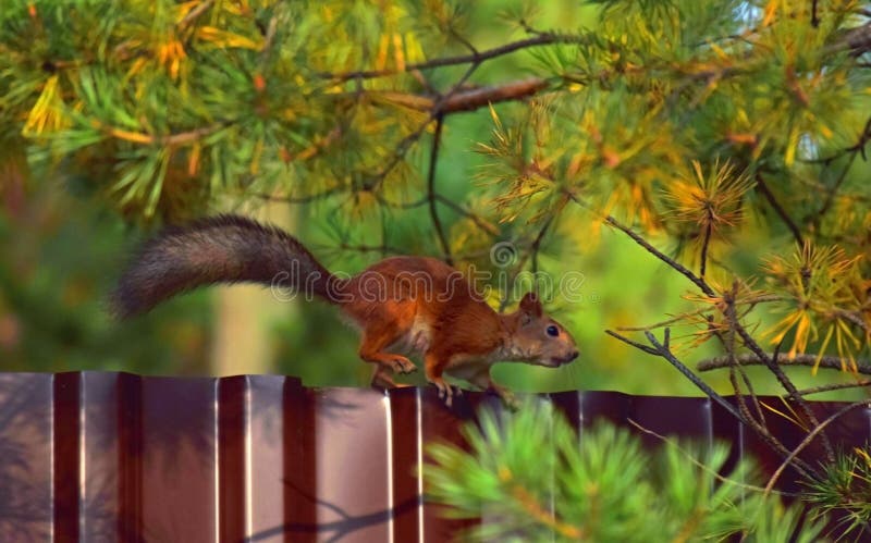 Squirrel Runs, Jumps by the Fence Stock Image - Image of summer, forest ...