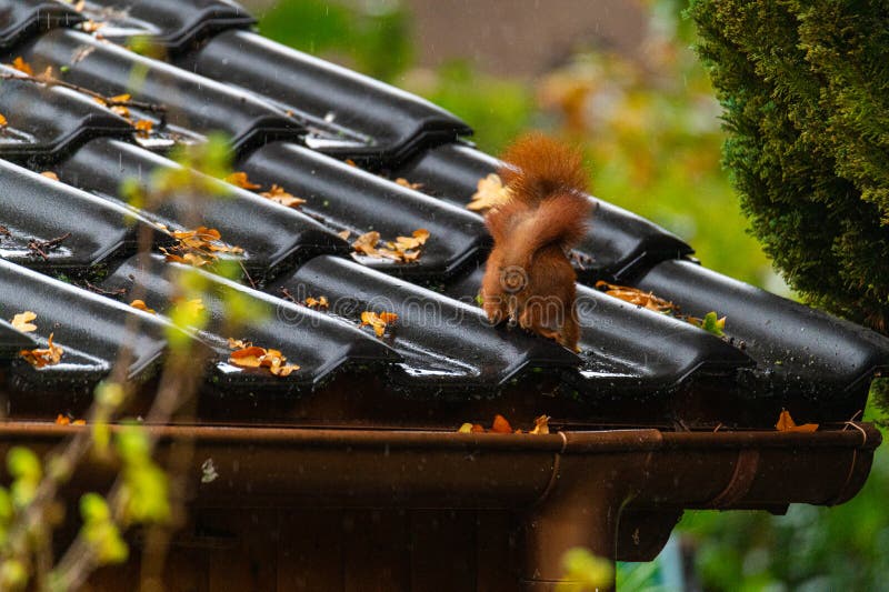 A Squirrel Runs Over a Small House Roof on a Wet Fall Day Stock Photo ...