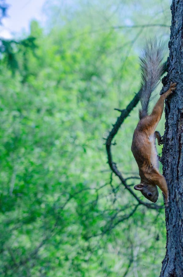 Squirrel Runs on a Pine-tree Stock Photo - Image of hungry, greens ...