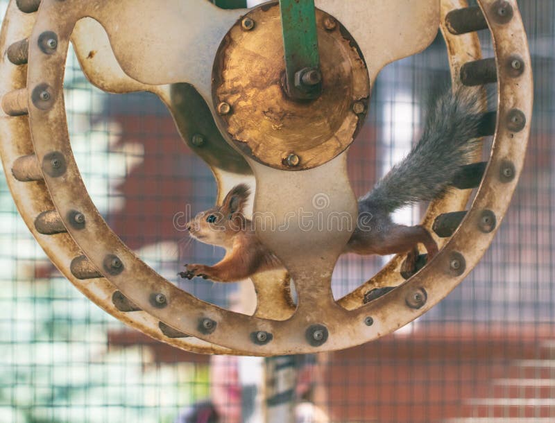Squirrel Runs Wheel Stock Photos - Free & Royalty-Free Stock Photos ...