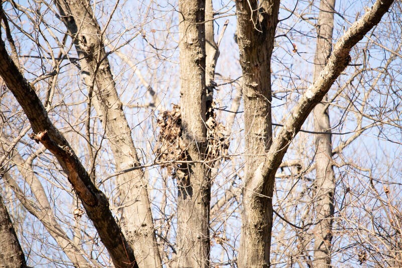 Rodent Habitat Clinging in the Sky Stock Photo - Image of high ...