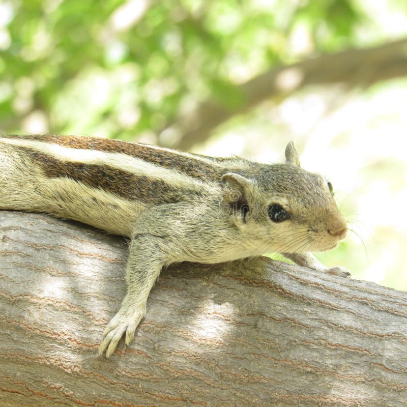 Squirrel stock image. Image of amazing, squirrel, beautiful - 89942087