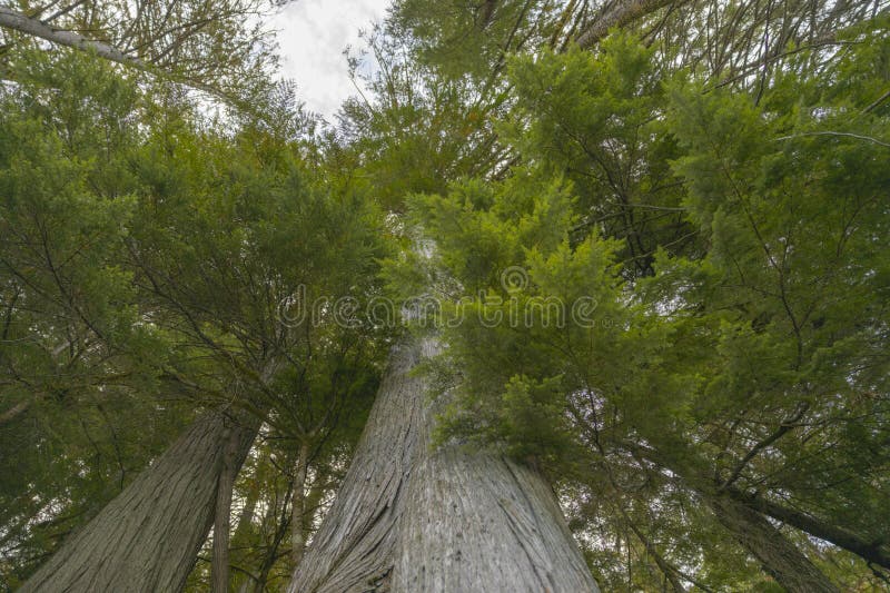 Squirrel S Point of View Looking Up at a Pine Tree Stock Image - Image ...
