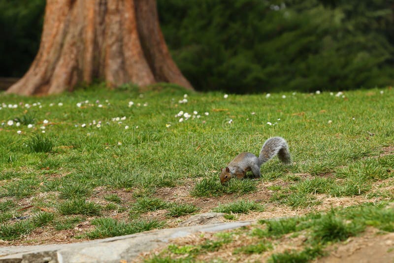 Squirrel stock image. Image of grass, squirrels, eating - 68869785