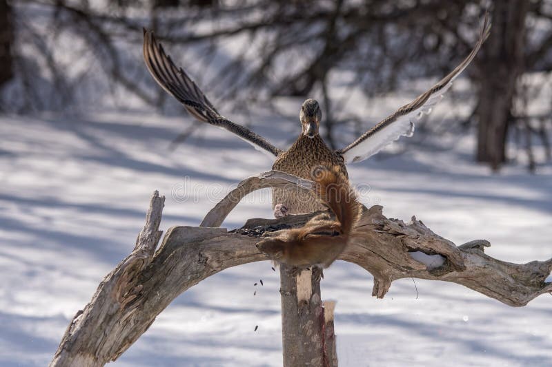Squirrel Scared of Landing Mallard Stock Photo - Image of snow, tree ...