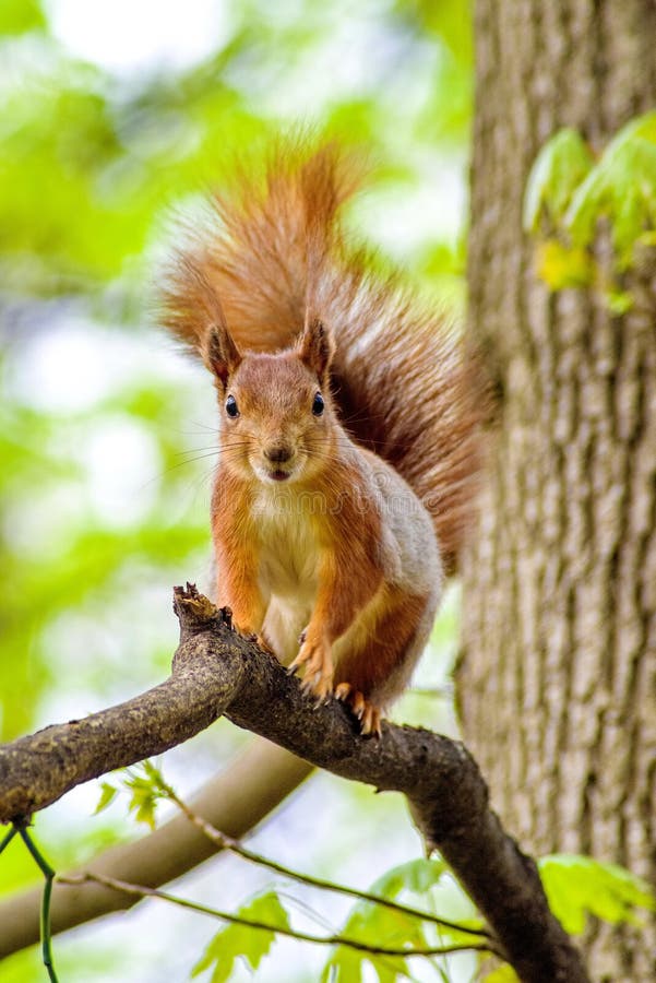 A Squirrel (scientific Name Sciurus) Sits on a Tree Branch and Looks at ...
