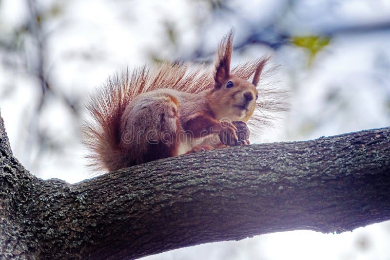 Squirrel Sits Tree Branch Observation Animals Their Natural Environment Stock Photos - Free ...