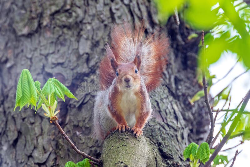 A Squirrel (scientific Name Sciurus) Sits on a Tree Branch. Observation ...