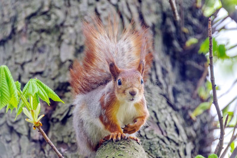 A Squirrel (scientific Name Sciurus) Sits on a Tree Branch. Observation ...