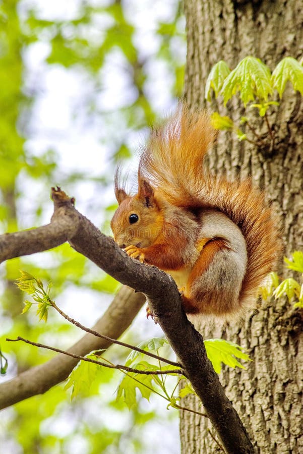 A Squirrel (scientific Name Sciurus) Sits on a Tree Branch. Observation ...
